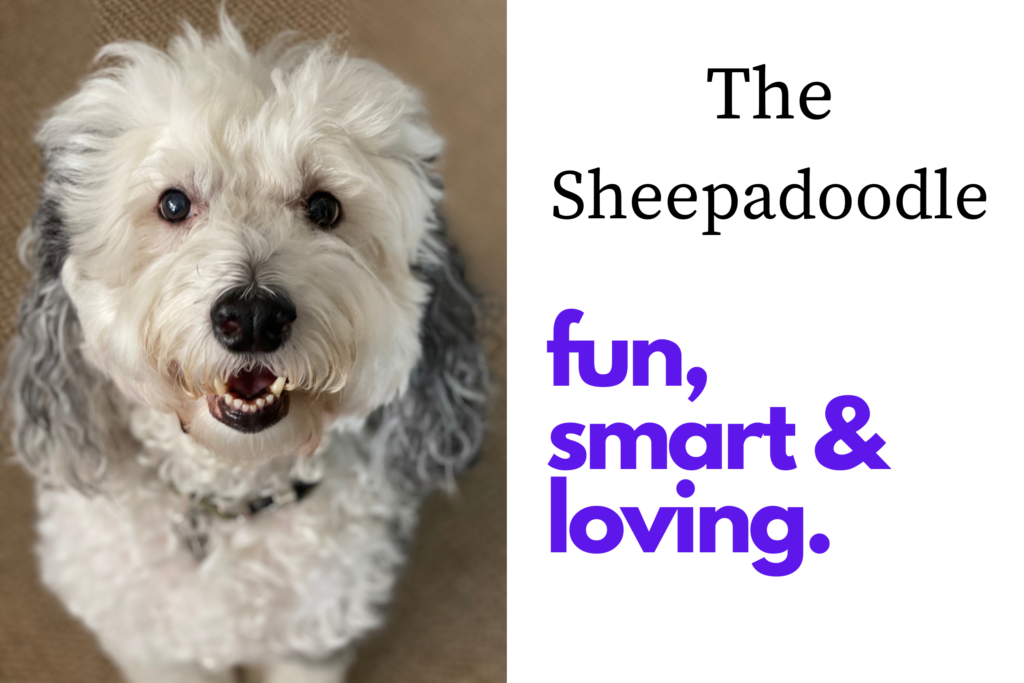 The Sheepadoodle: is this the right dog for you? - How The Tail Wags